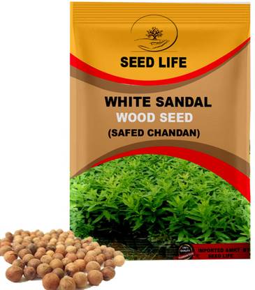 SeedLife WHITE SANDAL WOOD SEEDS, SANDALWOOD SEEDS, CHANDAN SEEDS ...