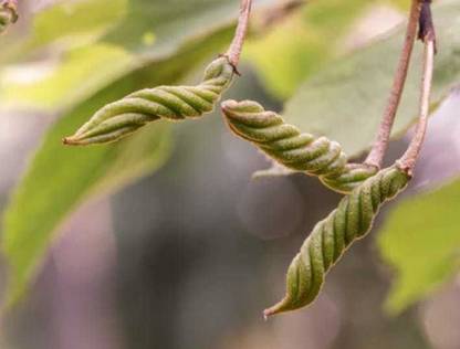 Pioneer Natural Mrigasingaa, Helicteres isora, Marod Phali, Marori ...