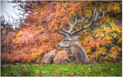 Deer Flex Poster For Room Mo-800 Photographic Paper - Abstract ...