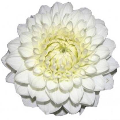 Mozette Hybrid Chrysan Themum White Seed Price in India - Buy Mozette ...