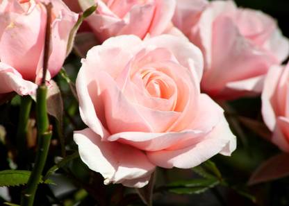 Flower POSTER, Rose POSTER, Rose Flower Poster for Wall, Flowers Poster ...