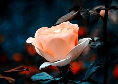 Flower POSTER, Rose POSTER, Rose Flower Poster for Wall, Flowers Poster ...