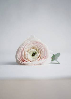 Flower POSTER, Rose POSTER, Rose Flower Poster for Wall, Flowers Poster ...