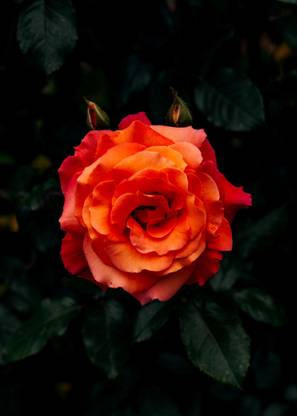 Flower POSTER, Rose POSTER, Rose Flower Poster for Wall, Flowers Poster ...