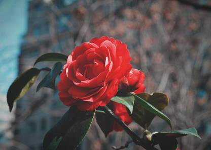 Flower POSTER, Rose POSTER, Rose Flower Poster for Wall, Flowers Poster ...