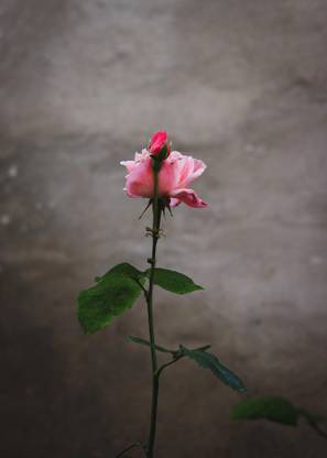 Flower POSTER, Rose POSTER, Rose Flower Poster for Wall, Flowers Poster ...