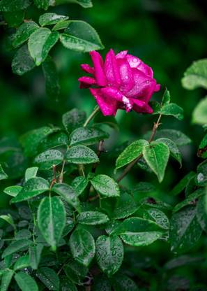 Flower POSTER, Rose POSTER, Rose Flower Poster for Wall, Flowers Poster ...