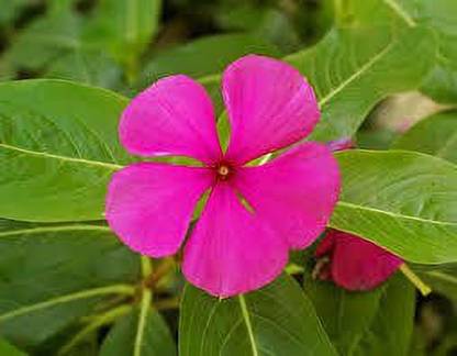MiracleGarden Sadabahar Plant Price in India - Buy MiracleGarden ...
