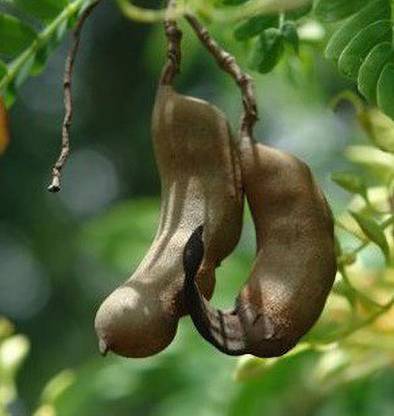 Cloud Farm Tamarind Plant Price in India - Buy Cloud Farm Tamarind ...