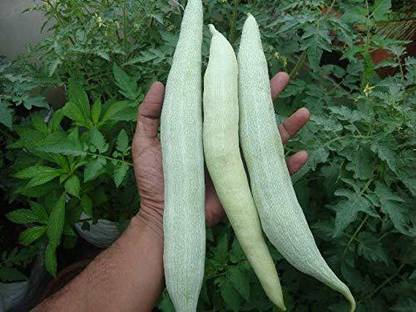 Profound Yield Rare Hybrid "Snake Gourd" Chachinda Vegetable Seeds ...