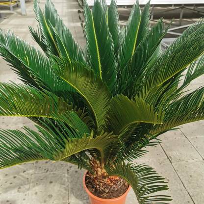 Cloud Farm Cycus Revoluta Plant Price in India - Buy Cloud Farm Cycus ...