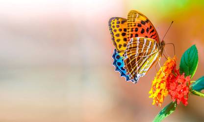 butterfly poster & Titli POSTERS, Dragonfly Poster, Insects Poster ...