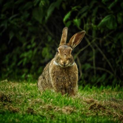 RABBIT POSTER, khargosh POSTER, ANIMALS Poster for Wall | A3 Posters ...