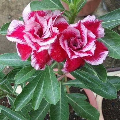 GREEN ISLAND Adenium Plant Price in India - Buy GREEN ISLAND Adenium ...