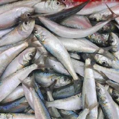 Ajay Foods Sardine Fish Whole 1 kg Price in India - Buy Ajay Foods ...