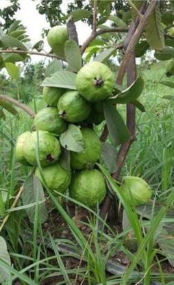 Fulmala Nursery Guava Plant Price in India - Buy Fulmala Nursery Guava ...