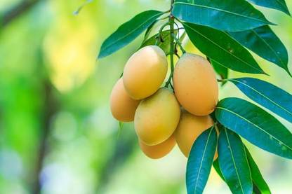 Krishna Amrapali Mango Mango Plant Price in India - Buy Krishna ...