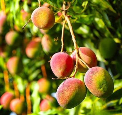 Japanese Miyazaki Mango Plant Mango Plant Price in India - Buy Japanese ...