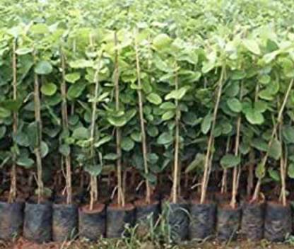 Heaven Of Saplings Red Sandalwood Plant Price in India - Buy Heaven Of ...