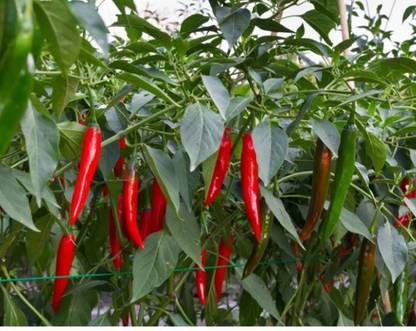 SeedStore High yield hybrid Mathania Chilli Seeds Seed Price in India ...