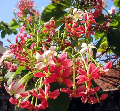 GreenyOn Madhumalti/Rangoon Creeper Price in India - Buy GreenyOn ...