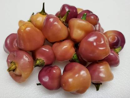 Biosnyg Cheiro Roxa Chilli Seed Price in India - Buy Biosnyg Cheiro ...