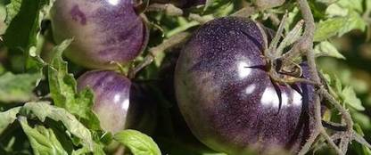 VibeX ® RXI-1109 Midnight Roma antioxidant-rich purple tomato Seed ...