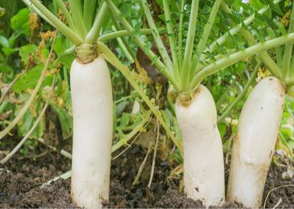 VINTI Rare White Radish (Mooli) Vegetable (मूली के बीज) Seed Price in ...