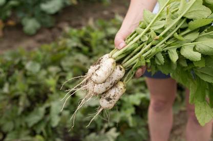 VINTI Mini Mak Radish Seed Seed Price in India - Buy VINTI Mini Mak ...