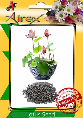 Airex Sacred Lotus, Indian Lotus Seed Price in India - Buy Airex Sacred ...