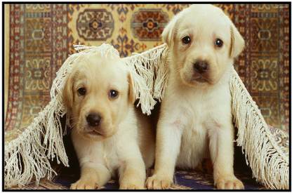 Labra Puppy Dog Poster Paper Print - Animals posters in India - Buy art ...