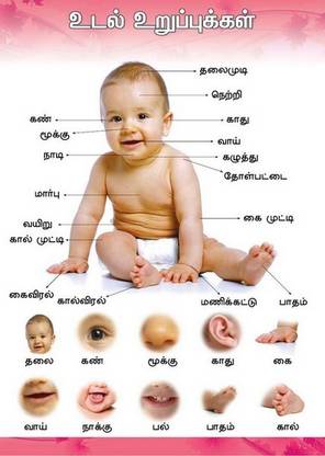 Parts of the Body Chart Paper Print - Educational posters in India ...