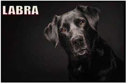 Labra Poster for room.Dog Posters - images for bedroom and home - # ...
