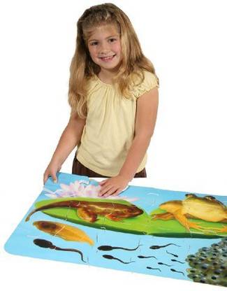 Insect Lore Frog Giant Life Cycle Puzzle - Frog Giant Life Cycle Puzzle ...