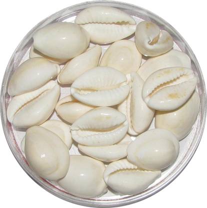 omkar White Cowrie - Lakshmi Gavvalu Safed Gora Cowrie Kawdi Kaudi ...