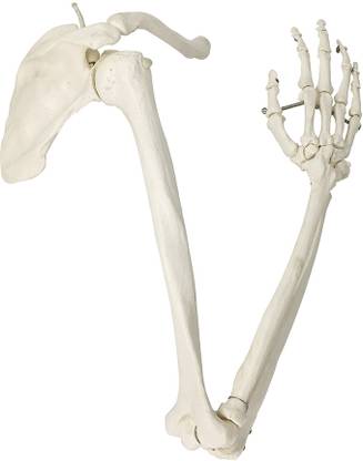 Zx Human Arm Bones Model (Upper Limb Skeleton) Anatomical Body Model ...