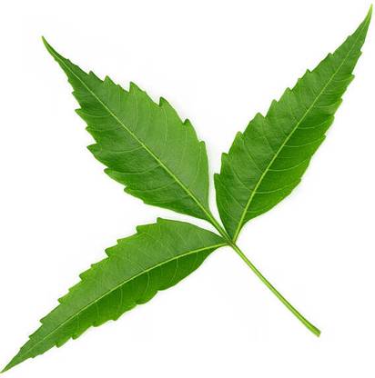 Neem Ka Patta DRY Fresh Neem Leaves 200 gram Green Dried Twigs ...