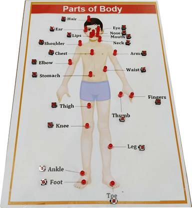 MELODY's Human Parts of Body Biology Working Science Project for School ...