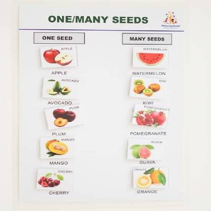 Watering Roots One or Many Seeds, Velcro Based Kids Educational ...