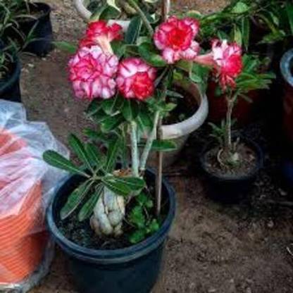 Fulmala Nursery Adenium Plant Price in India - Buy Fulmala Nursery ...