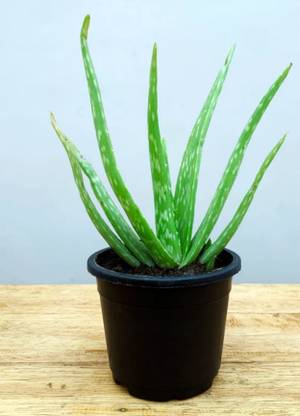ABC Aloe Vera Plant Price in India - Buy ABC Aloe Vera Plant online at ...