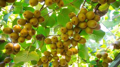 EliteGreen Kiwi Plant Price in India - Buy EliteGreen Kiwi Plant online ...