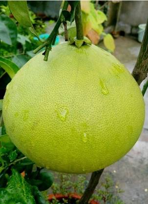 Green view Pomelo Plant Price in India - Buy Green view Pomelo Plant ...