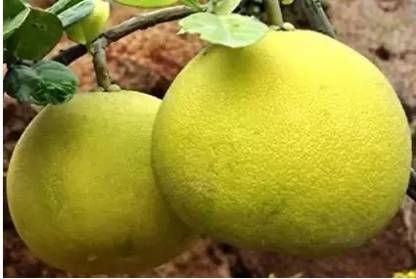 Green view Pomelo Plant Price in India - Buy Green view Pomelo Plant ...