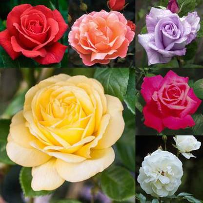 ALG Rose Plant Price in India - Buy ALG Rose Plant online at Flipkart.com