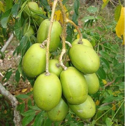 ARYAN EVERGREEN Hog Plum Plant Price in India - Buy ARYAN EVERGREEN Hog ...