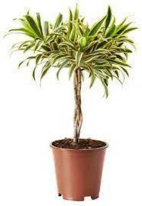 YADRA Song Of India Plant Price in India - Buy YADRA Song Of India ...