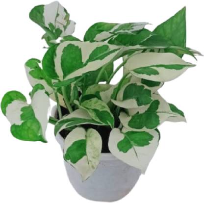 Phulwa Pothos Plant Price in India - Buy Phulwa Pothos Plant online at ...