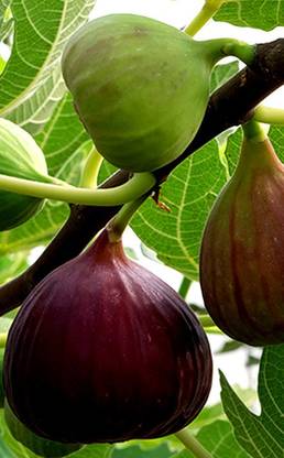 EliteGreen Gular/Cluster Fig Plant Price in India - Buy EliteGreen ...