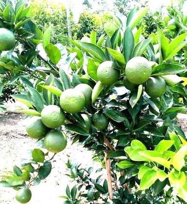 Ukanda Sweet Lemon Plant Price in India - Buy Ukanda Sweet Lemon Plant ...